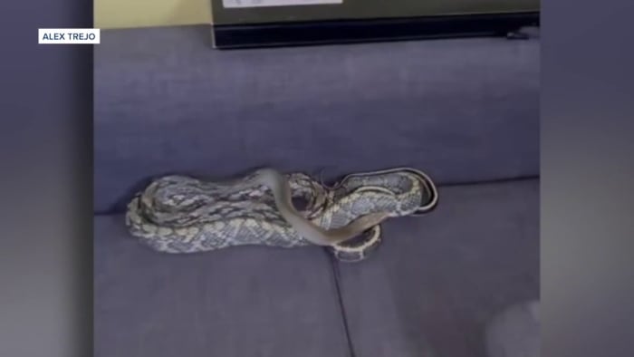 Man discovers 7-foot snake slithering in his couch in California