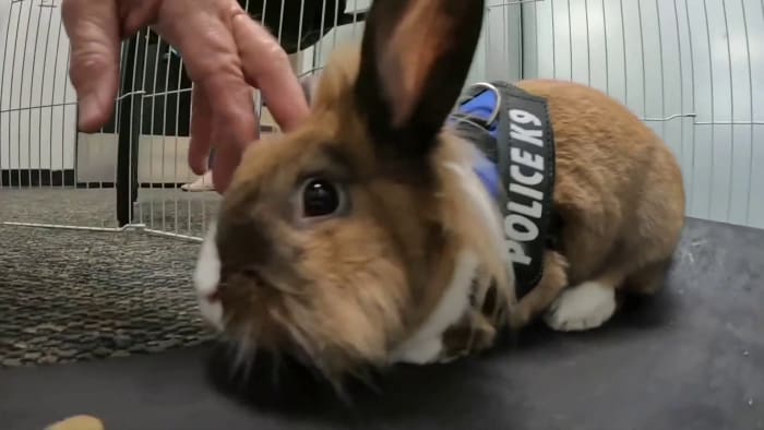 Officer Cottontail? Bunny joins police force. Fur real.