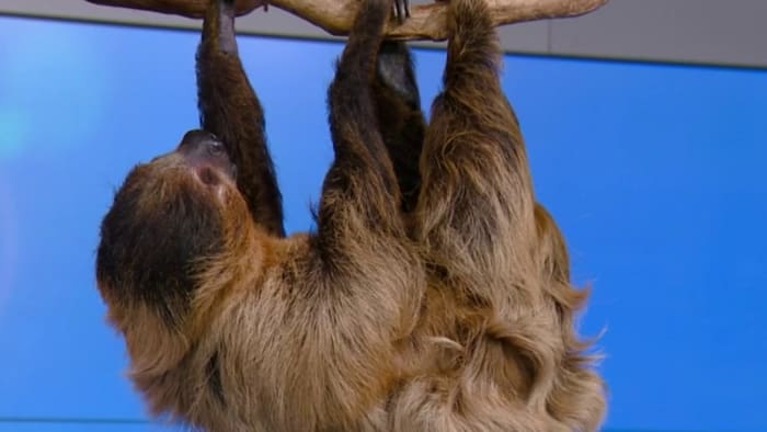 Creature_Conversancy