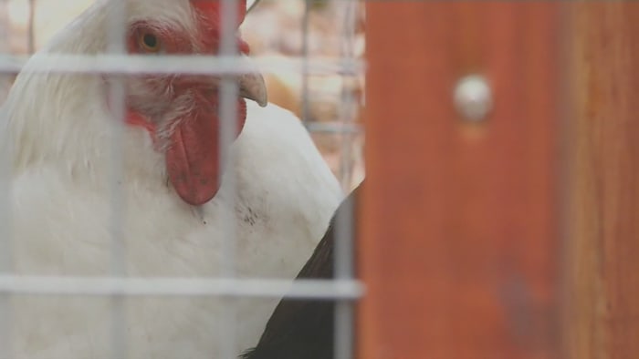 Backyard chicken permits