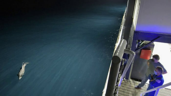 Dolphin gets front-row seat for Crew-1 astronauts’ splashdown return to ...