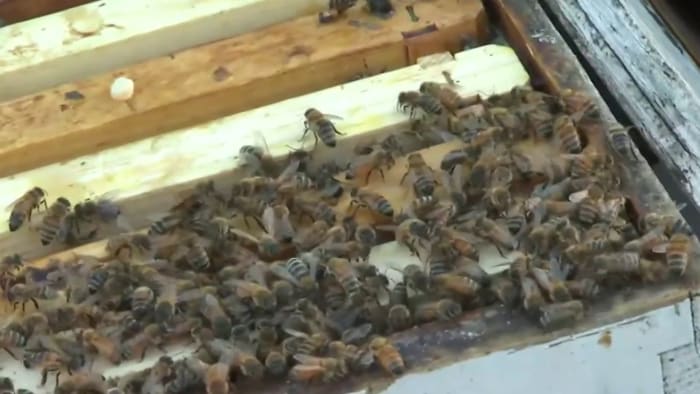 $40K worth of bees lost in crash on Florida interstate