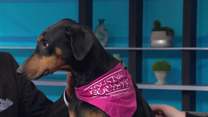 KPRC 2 Pet Project: Meet Rizzo, the cuddly pup who got a second chance