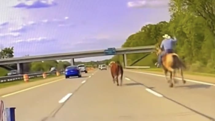 Cow lassoed while running through traffic in middle of I-75 in Oakland ...