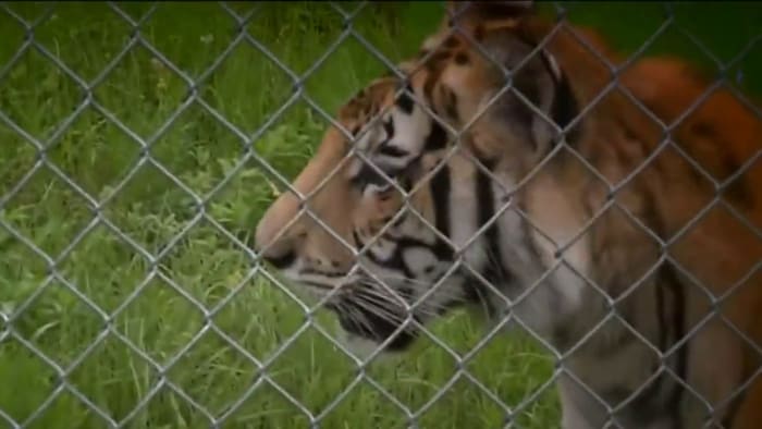 Houston tiger update: New video, photos show India the tiger settling ...