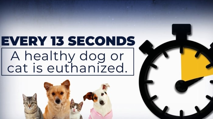 Solutionaries: How you can help control the pet population