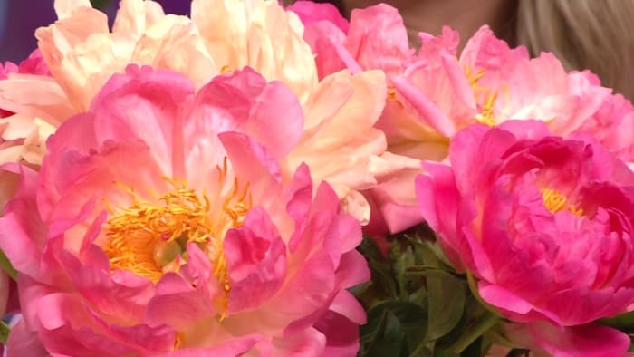 What are peonies? How to care for them