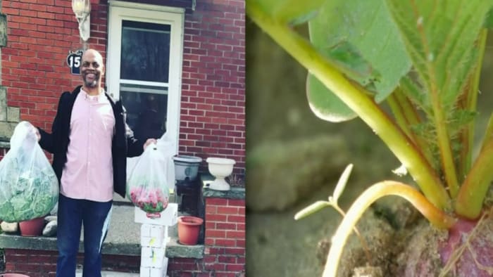 Communities growing fruits, vegetables for people struggling during ...