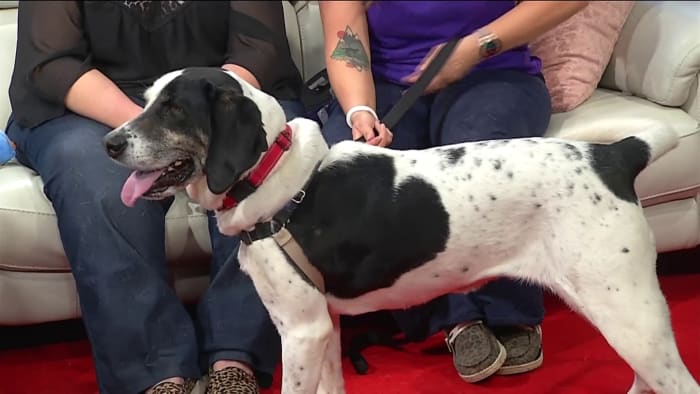 Meet Chessie: 10 News’ Pet of the Week