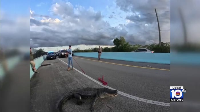 Gator captured, removed from 18-Mile Stretch in Florida Keys
