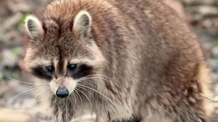 Here's how raccoons infected with distemper could be bad for your pets ...