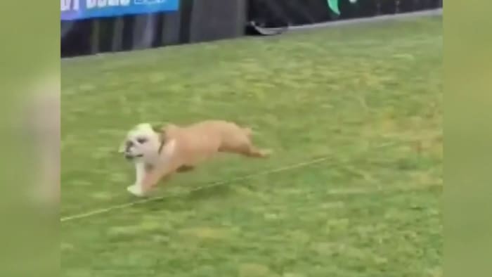 Meet the fastest bulldog in the country -- he lives in Allen Park
