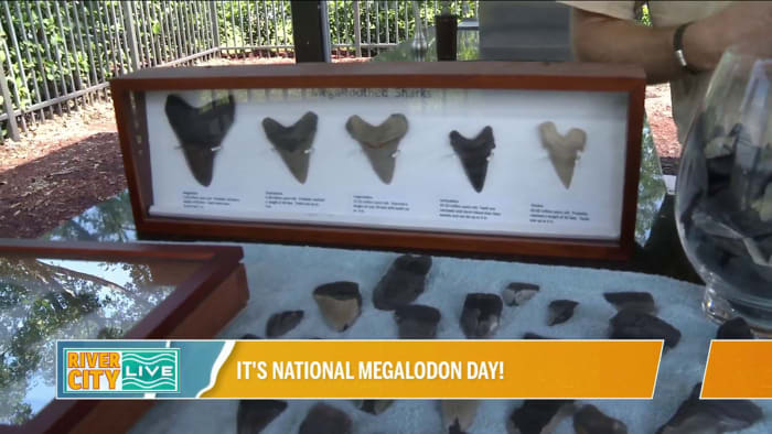 National Megalodon Day with ‘The Digger Dude’ | River City Live