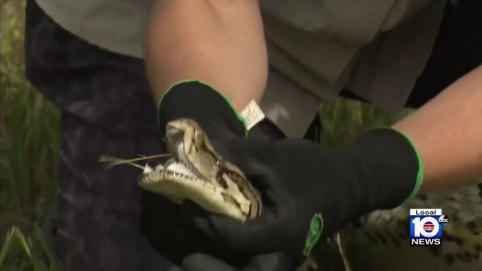 Registration opens for 2022 Florida Python Challenge