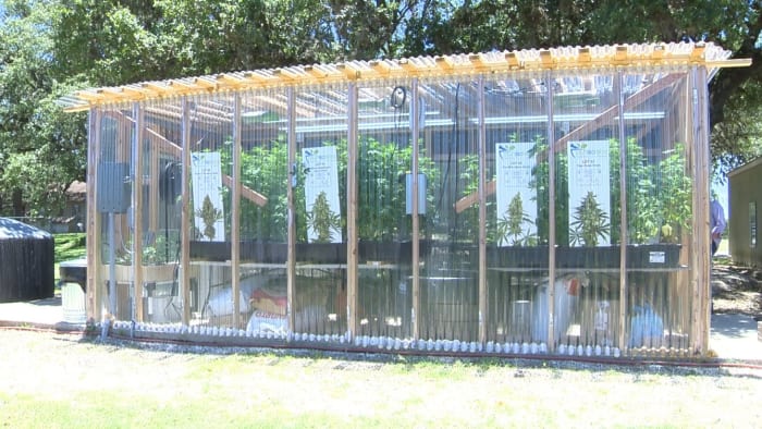 Hemp farm just outside Boerne sees growth in first crop