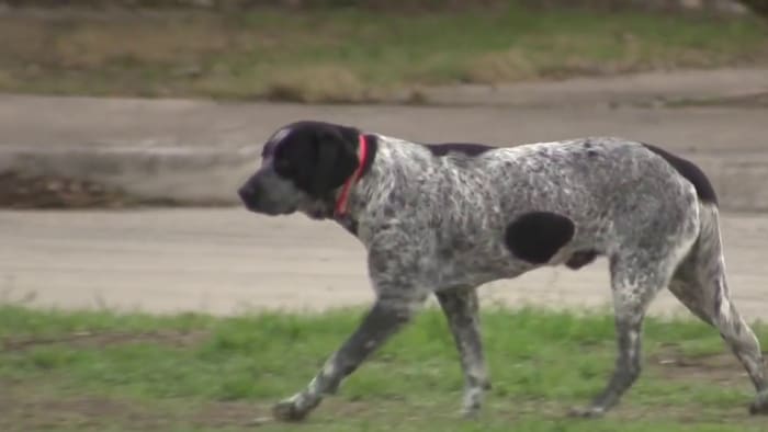 ACS officials express disappointment after Gov. Abbott vetoes dangerous ...