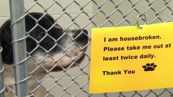 Roanoke animal shelter at max capacity