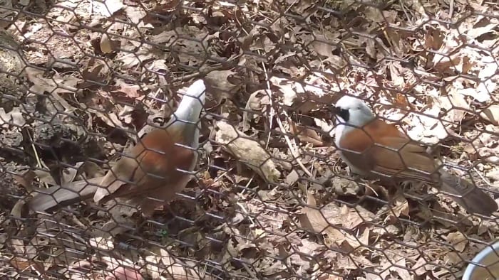 Check out these Southeast Asian birds with a unique chirp