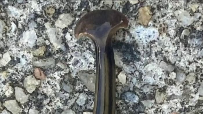 Invasive hammerhead flatworms spotted in Texas. Here is what to do if ...