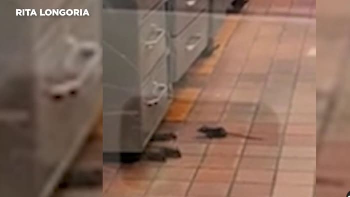 Dirty Dining: Video shows rat inside Burger King; inspector finds dead rat