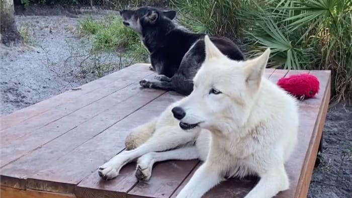 Howling for help: Florida woman expanding wolf sanctuary