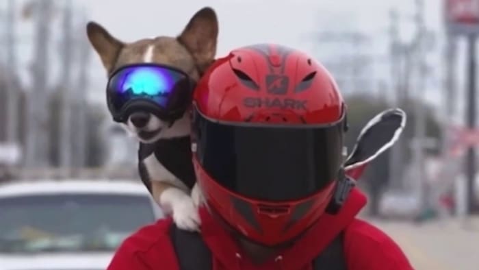 Meet Enzo, the Houston dog on a mission against bullying