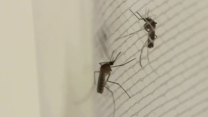 Mosquito population explodes across Metro Detroit after recent storms ...