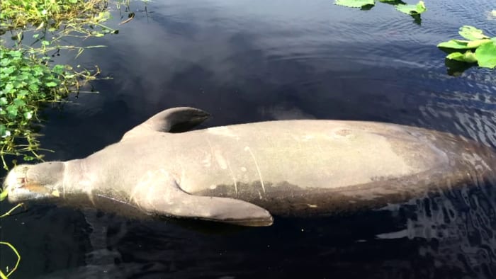 Los Manatíes De Florida Mueren En Números Récord Y Tú Puedes Ayudar A