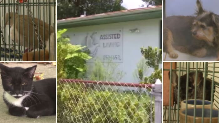 Daytona Beach animal rescue faces eviction, displacing nearly 100 animals