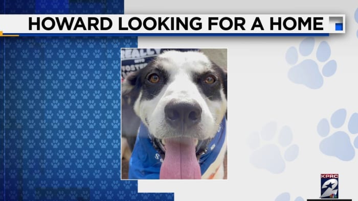 KPRC 2 Pet Project: Meet Howard, the pup who wants to watch Dateline ...