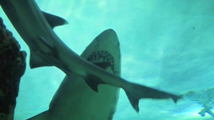 Sea World offers "Ultimate Shark Experience" ticket during Shark Week