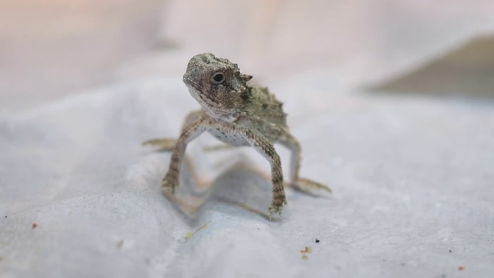 PHOTOS: San Antonio Zoo welcomes 27 Texas horned lizard hatchlings