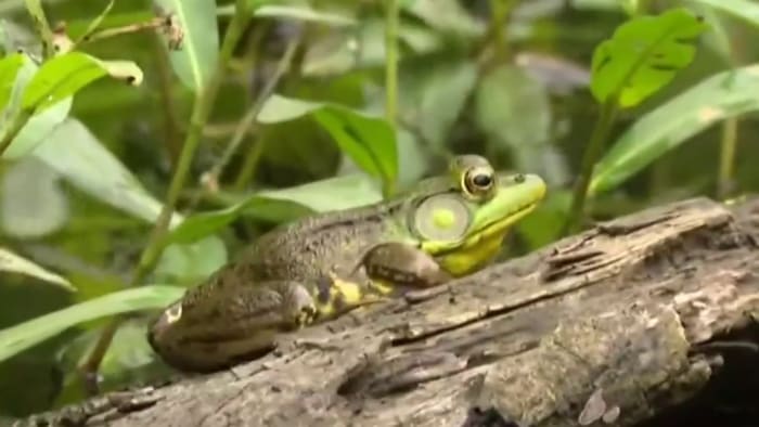 A mass frog extinction event is underway. Detroit-area researchers are ...