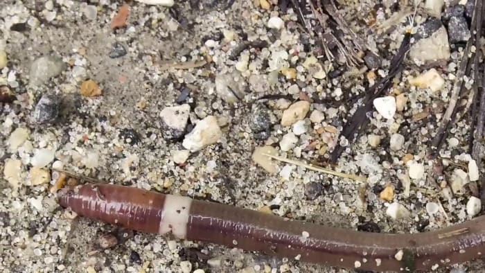 Destructive jumping worms spotted throughout Virginia