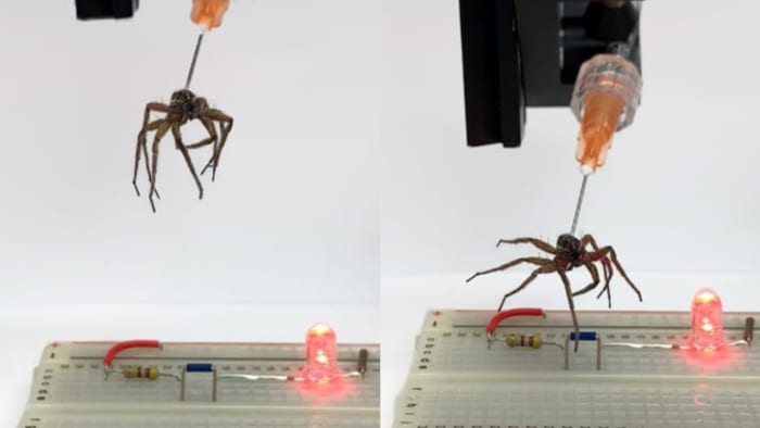 KPRC 2+ | Dead spider experiments: ‘Necrobotics’ researchers at Rice ...