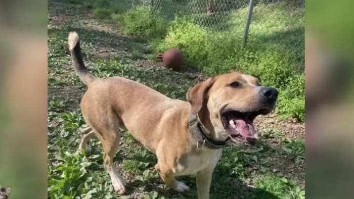 Meet Breki! This handsome guy has a knack for stealing hearts