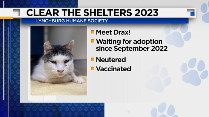 Drax looking to settle down in the purr-fect home