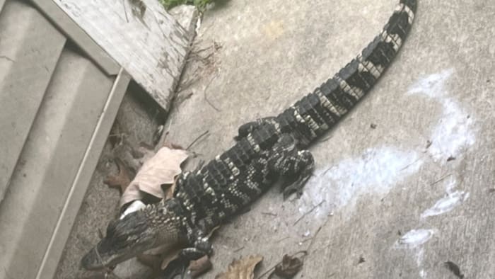 Experts rescue nearly 3-foot long alligator from patio of woman’s home ...