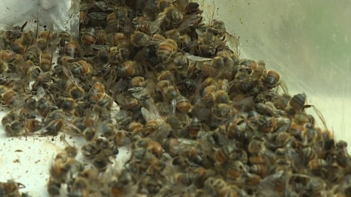 Spencer Solves It takes on massive bee infestation