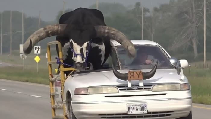 ‘Mooving’ violation: Man drives with bull in passenger seat of car