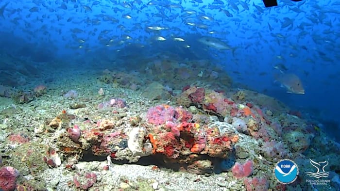 Explore coral reef 100 miles off Texas coast with surprising video