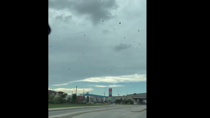 Butterfly invasion! Swarms are back as snout butterflies make annual ...