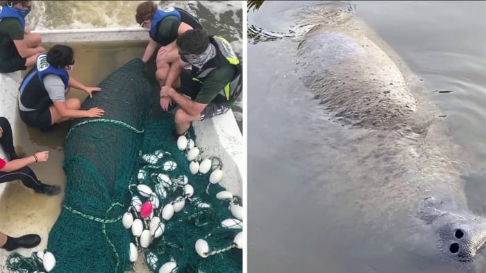 Manatee on the mend at Jacksonville Zoo