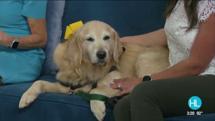Meet Elsa, a therapy dog helping in the battle against childhood cancer