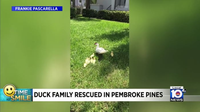 Time to Smile: South Florida couple saves duck and her chicks