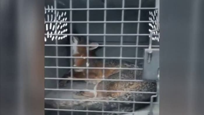 ‘Demented’ rabid fox hides under car, attacks woman in Weston