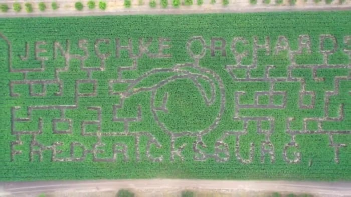 ‘Fall’ in love with this Texas-sized corn maze + pumpkins from the vine