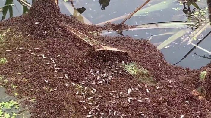 Video of fire ants building ‘raft’ on newly-filled Lake Dunlap ...