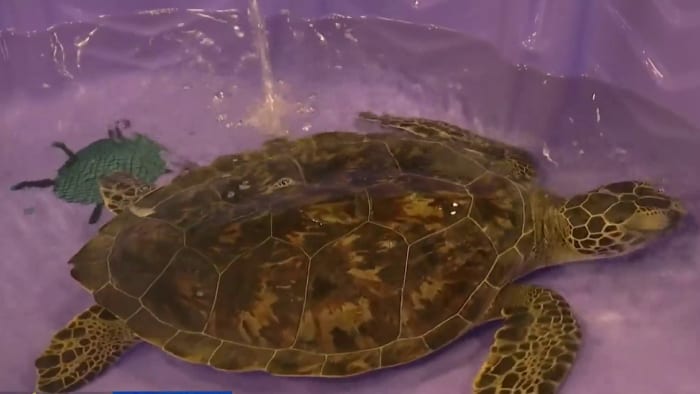 Record breaking year for sea turtle rescues on Central Florida’s coast