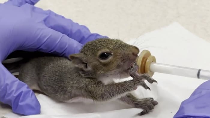Houston_SPCA's_Wildlife_Center_of_Texas
